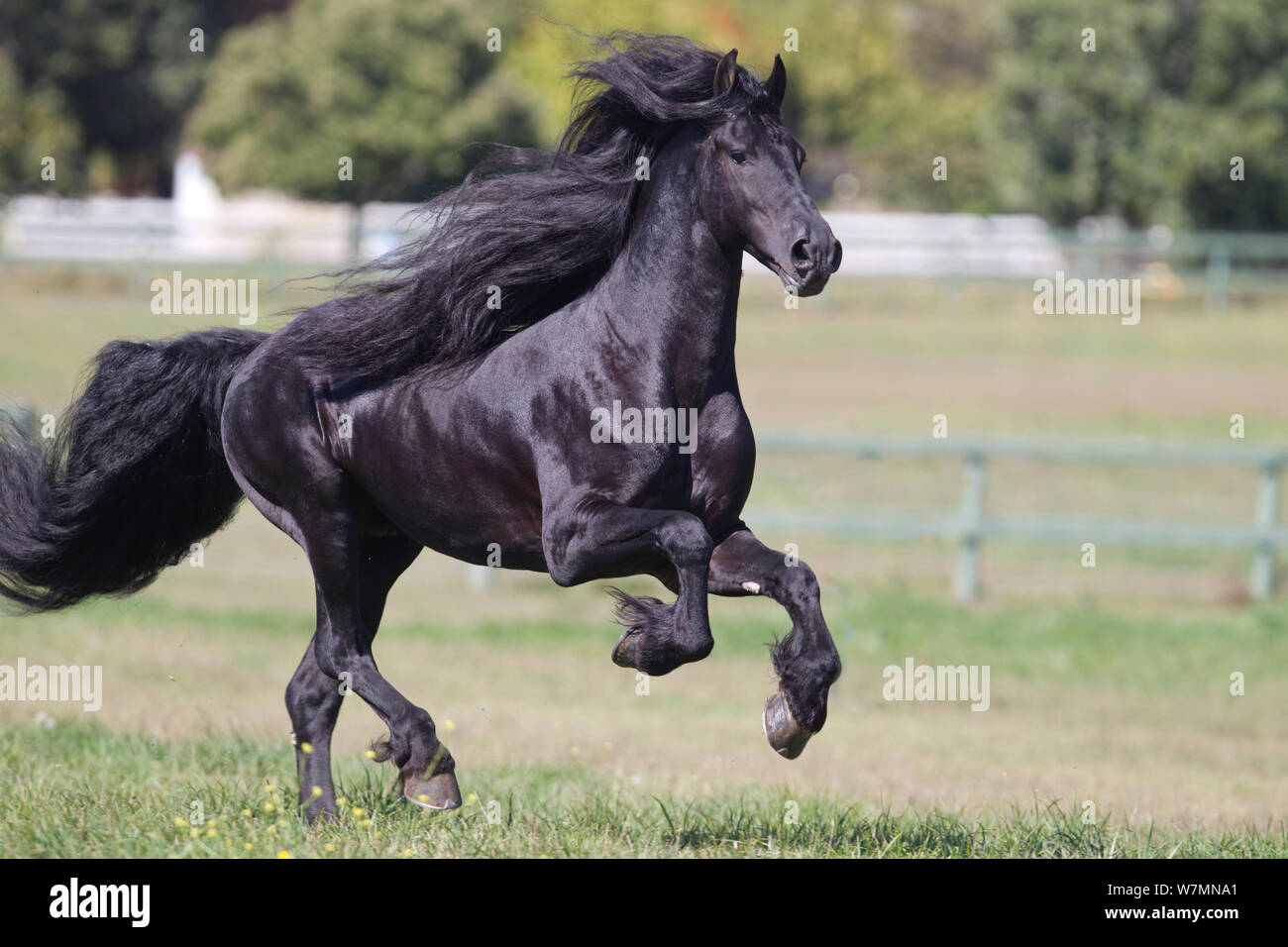 Black Friesian stallion running, Ojai, California, USA Stock Photo - Alamy
