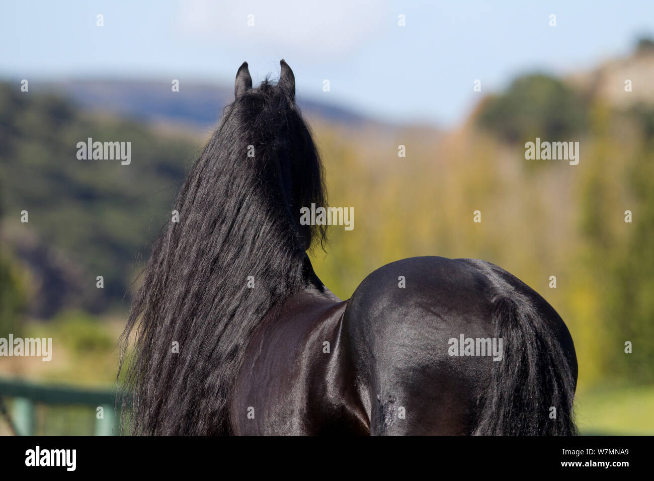 Friesian horse mane hi-res stock photography and images - Alamy