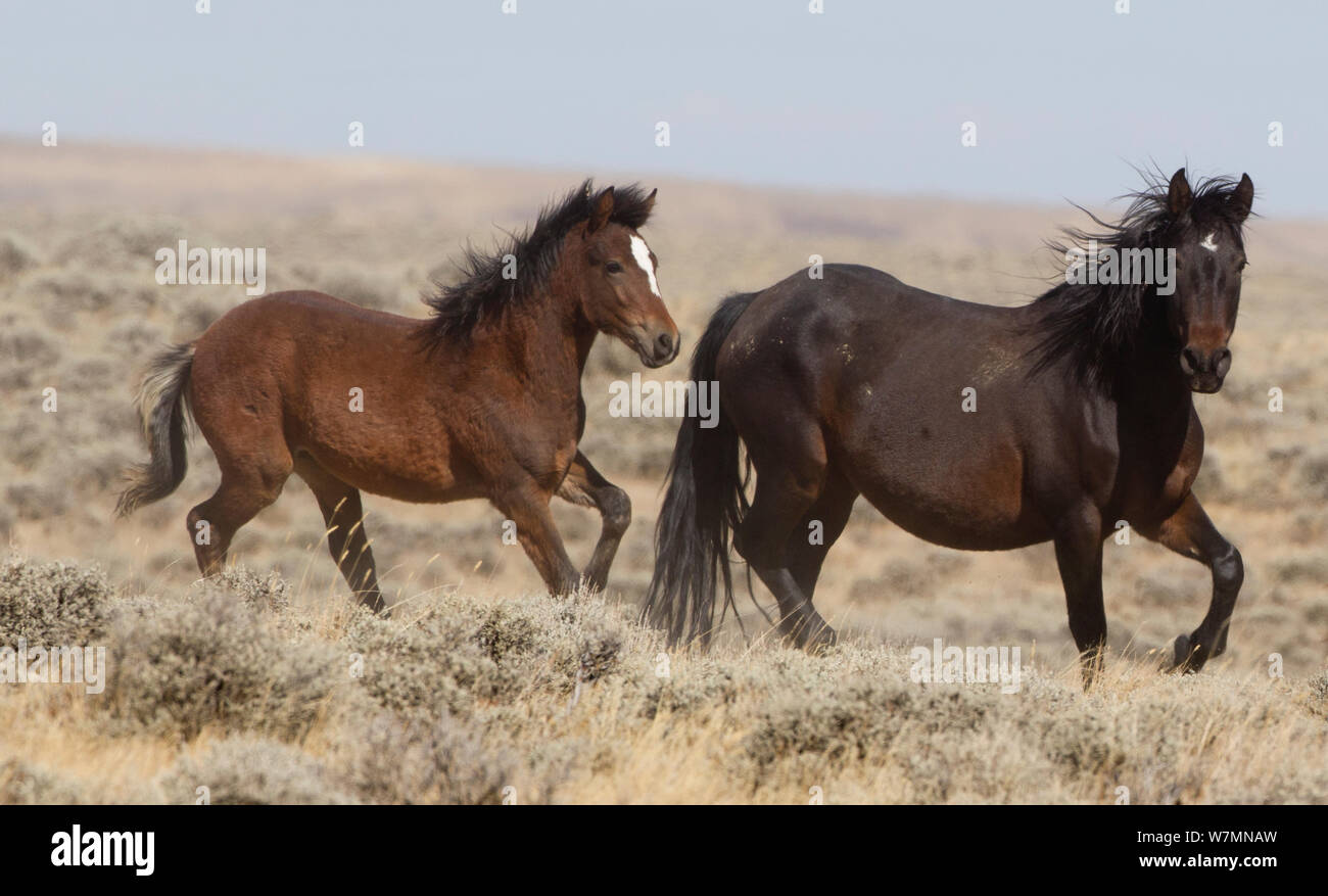 Mustangs running hi-res stock photography and images - Alamy