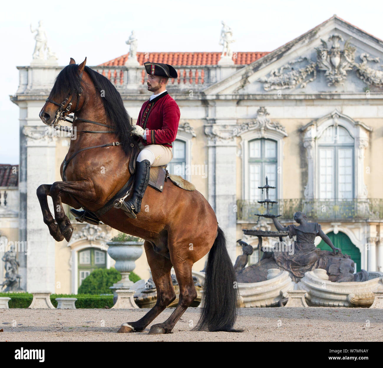 Lusitano horse rearing hi-res stock photography and images - Alamy