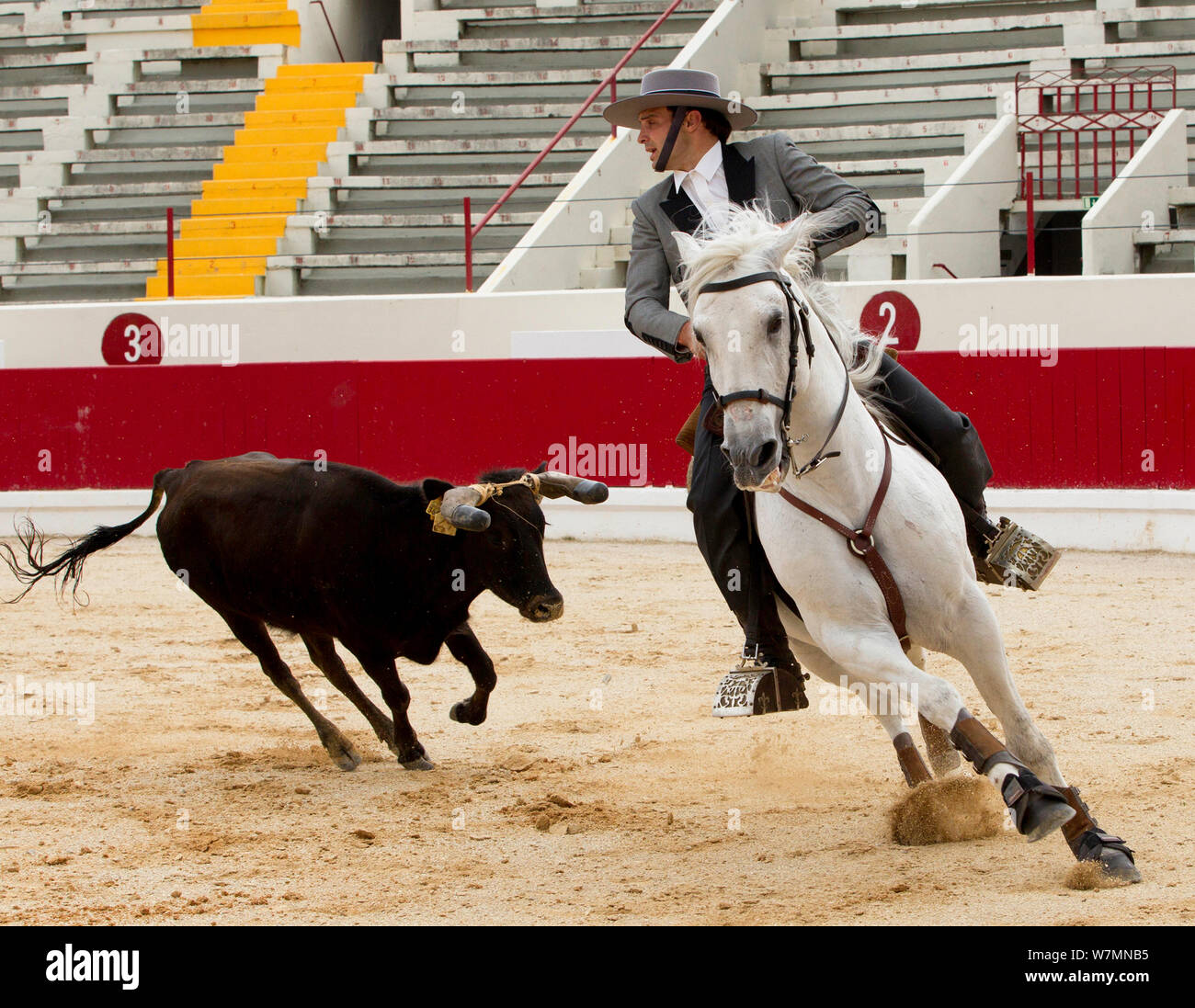 Lusitano horse, grey stallion and bull at mounted bullfight in which ...