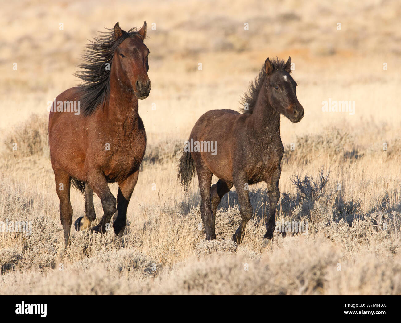 Wild mustangs running hi-res stock photography and images - Alamy