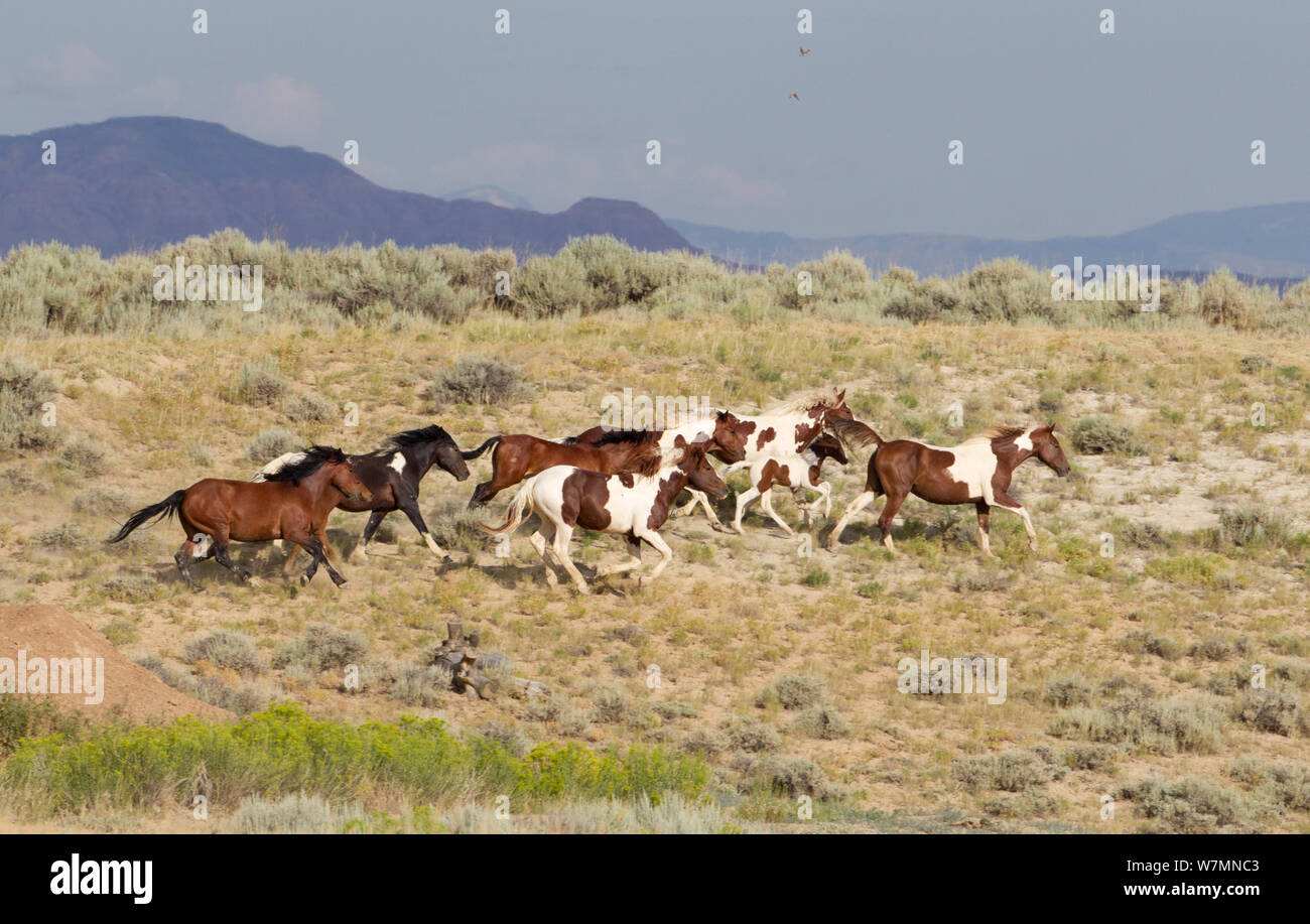 Wild mustangs running hi-res stock photography and images - Alamy