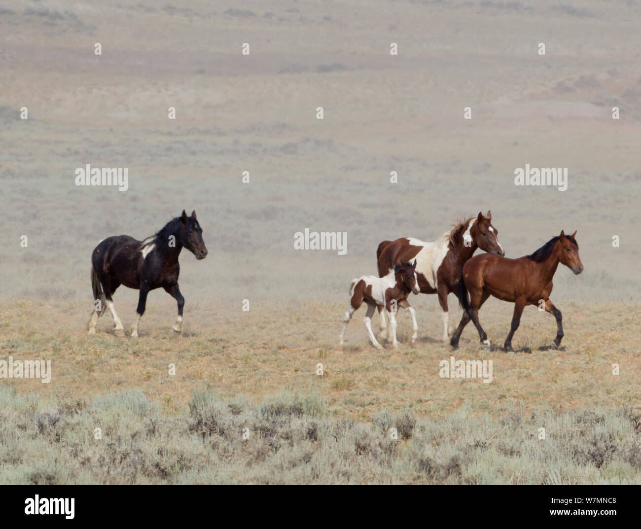 Wild horses / Mustangs, group with foal, running, McCullough Peaks Herd ...
