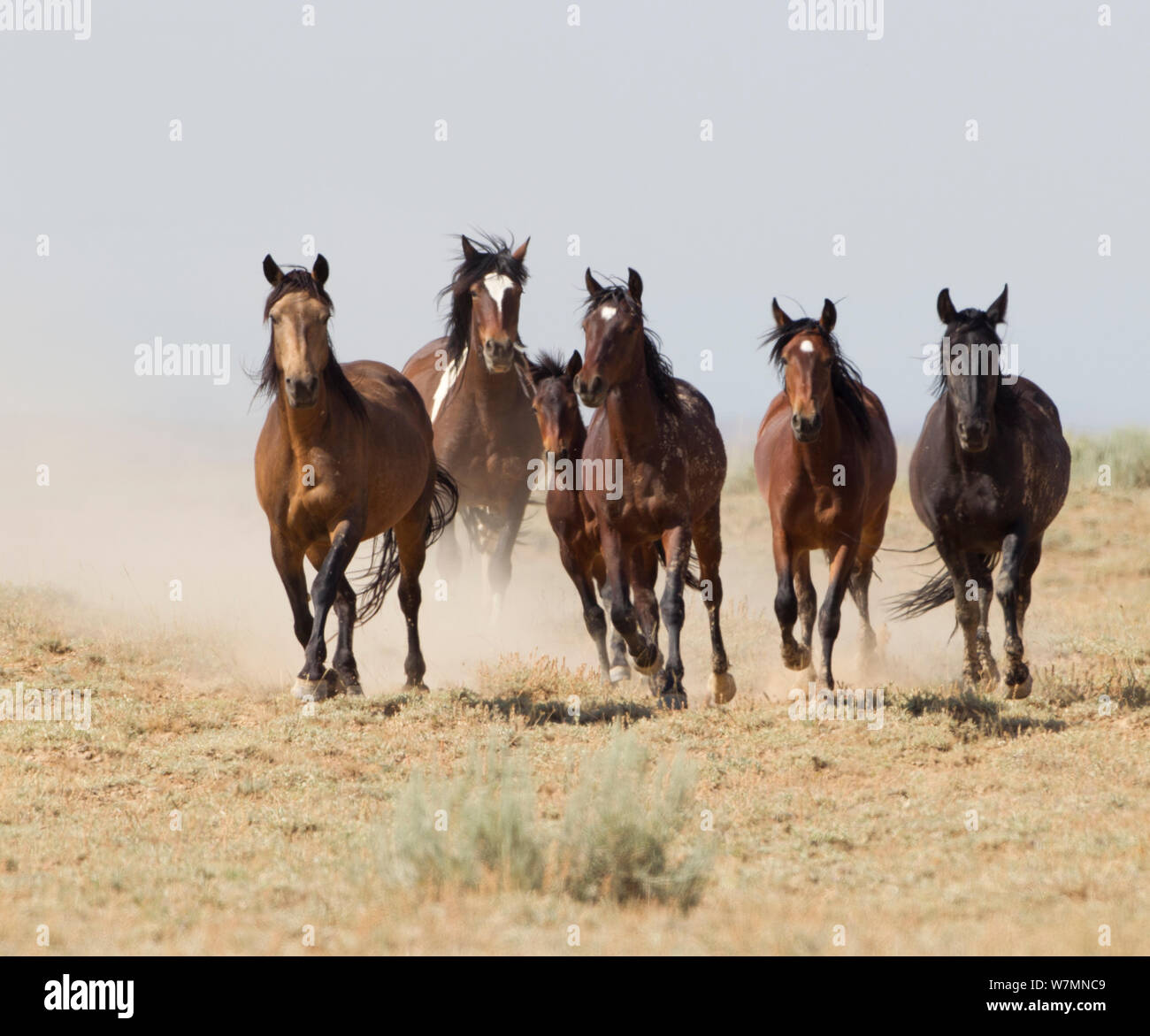 Wild horses / Mustangs, group running, McCullough Peaks Herd Area ...