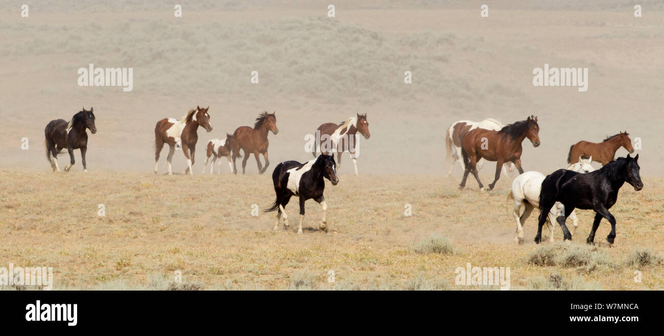 Wild horses / Mustangs, group running, McCullough Peaks Herd Area ...