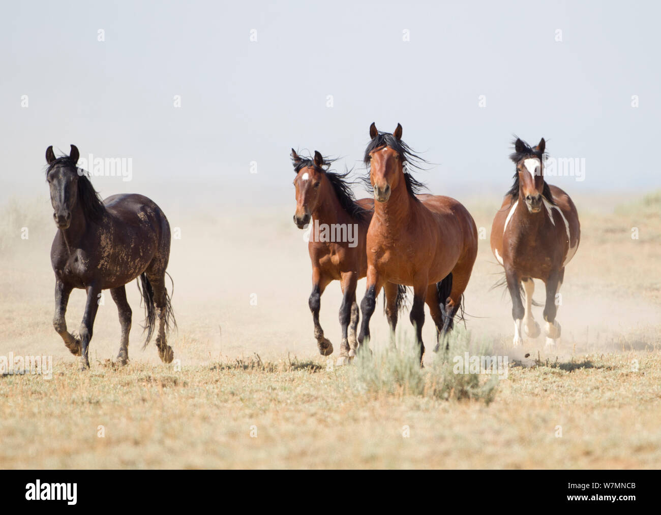 Wild mustangs running hi-res stock photography and images - Alamy