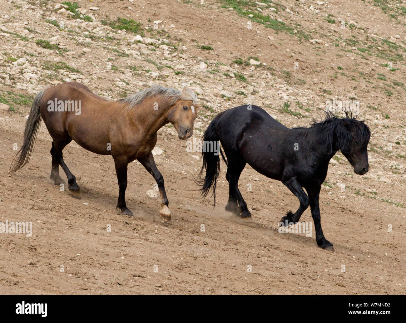Males chasing each other hi-res stock photography and images - Alamy