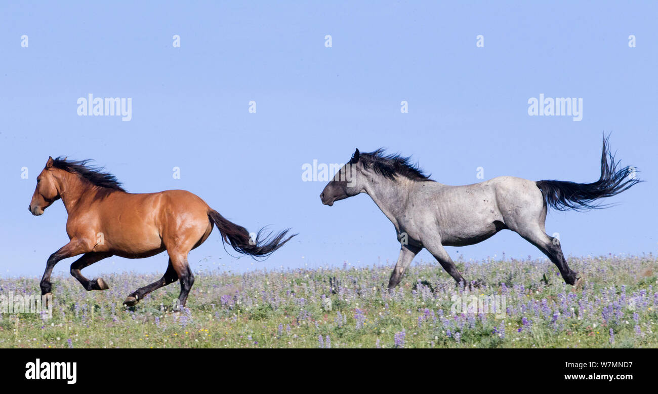 Two mustangs hi-res stock photography and images - Alamy