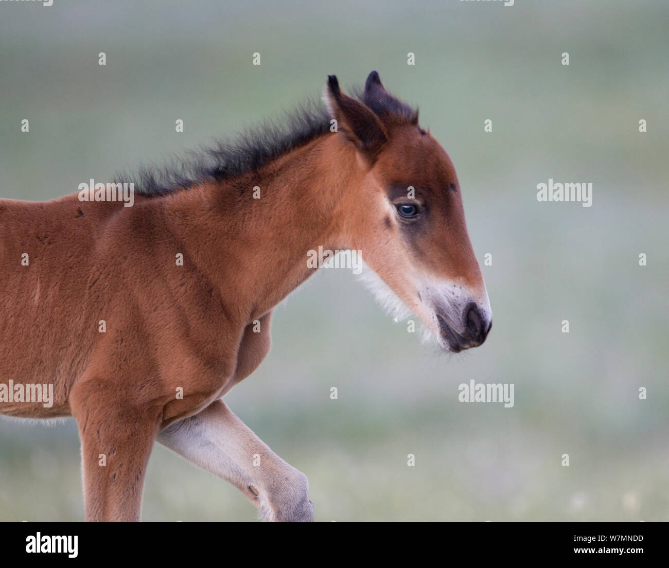 Horse Side View Walking