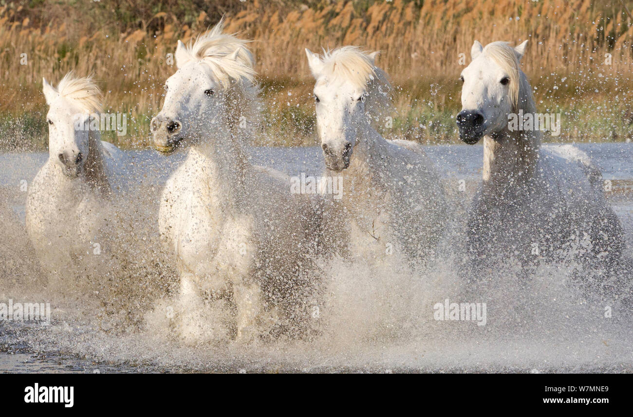 Four white horses of the Camargue, running through the sea, Camargue ...