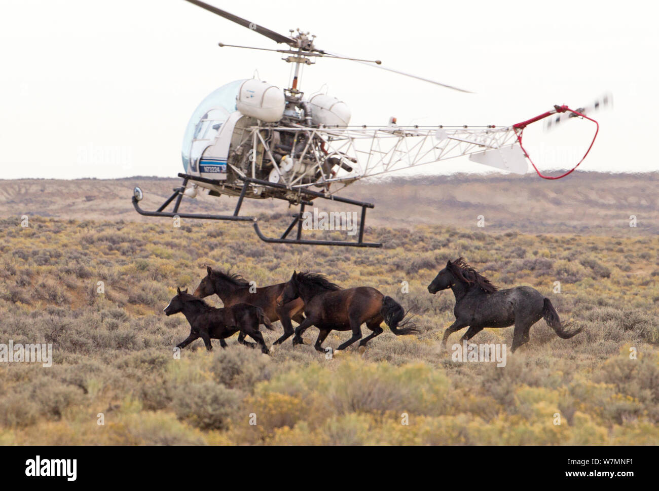 Herding horse hi-res stock photography and images - Alamy