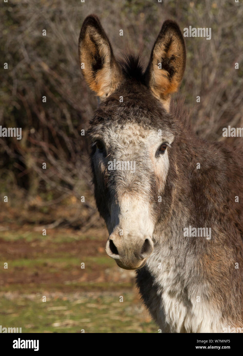 Burro equus asinus hi-res stock photography and images - Alamy
