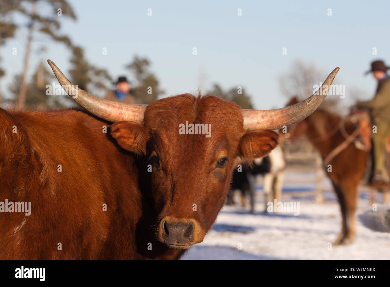 Long horned cattle rounded up by cowboys, Wyoming, USA, February 2012 ...