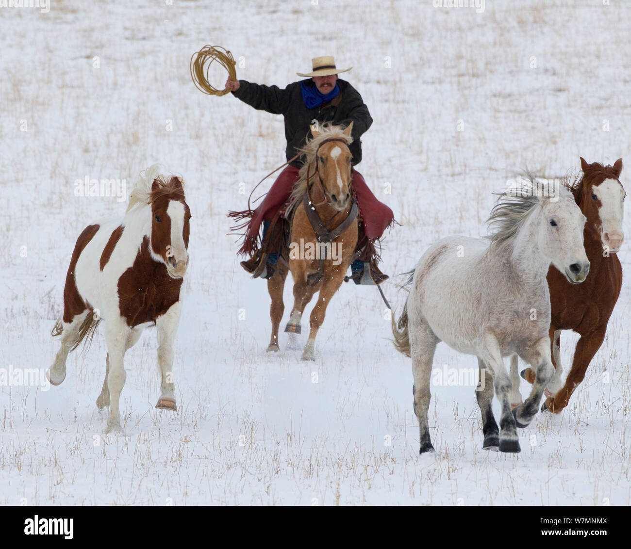 Four cowboys rounding up horses hi-res stock photography and images - Alamy