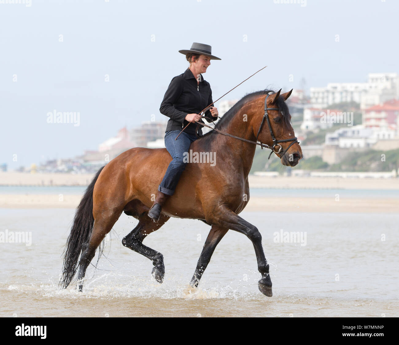 Lusitano horse, woman riding stallion bareback in water, practising ...