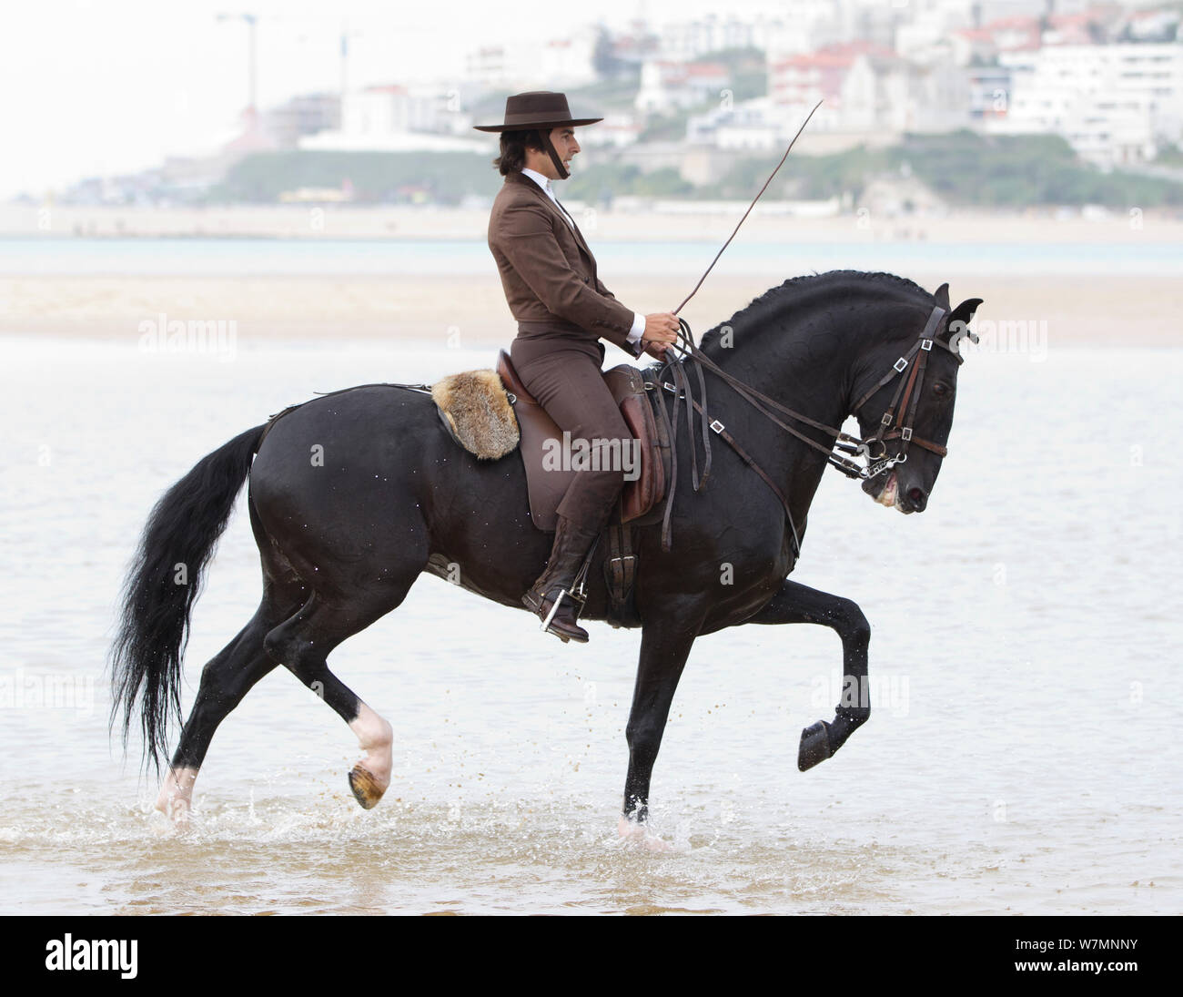 Lusitano horse, man riding stallion thorugh water, wearing traditional ...