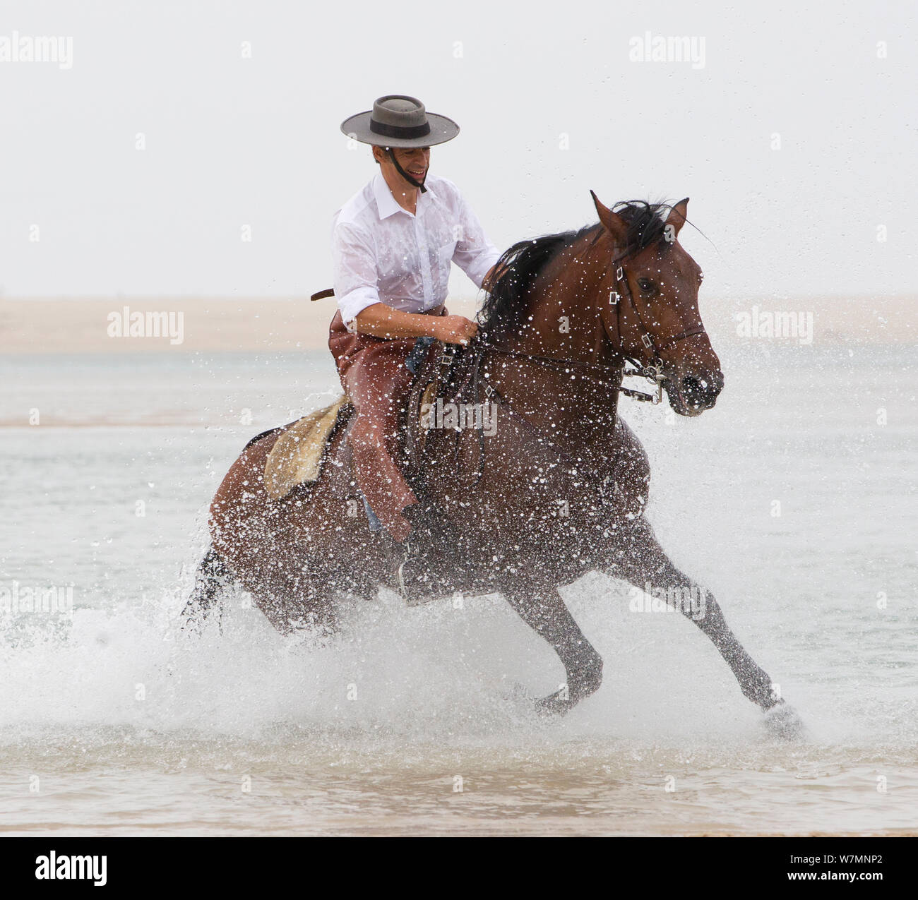 Lusitano horse, man riding stallion through water, galloping, Portugal ...
