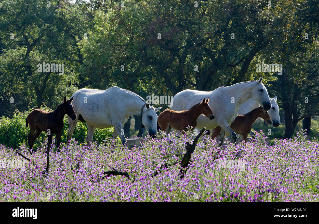 Lusitano horses hi-res stock photography and images - Alamy