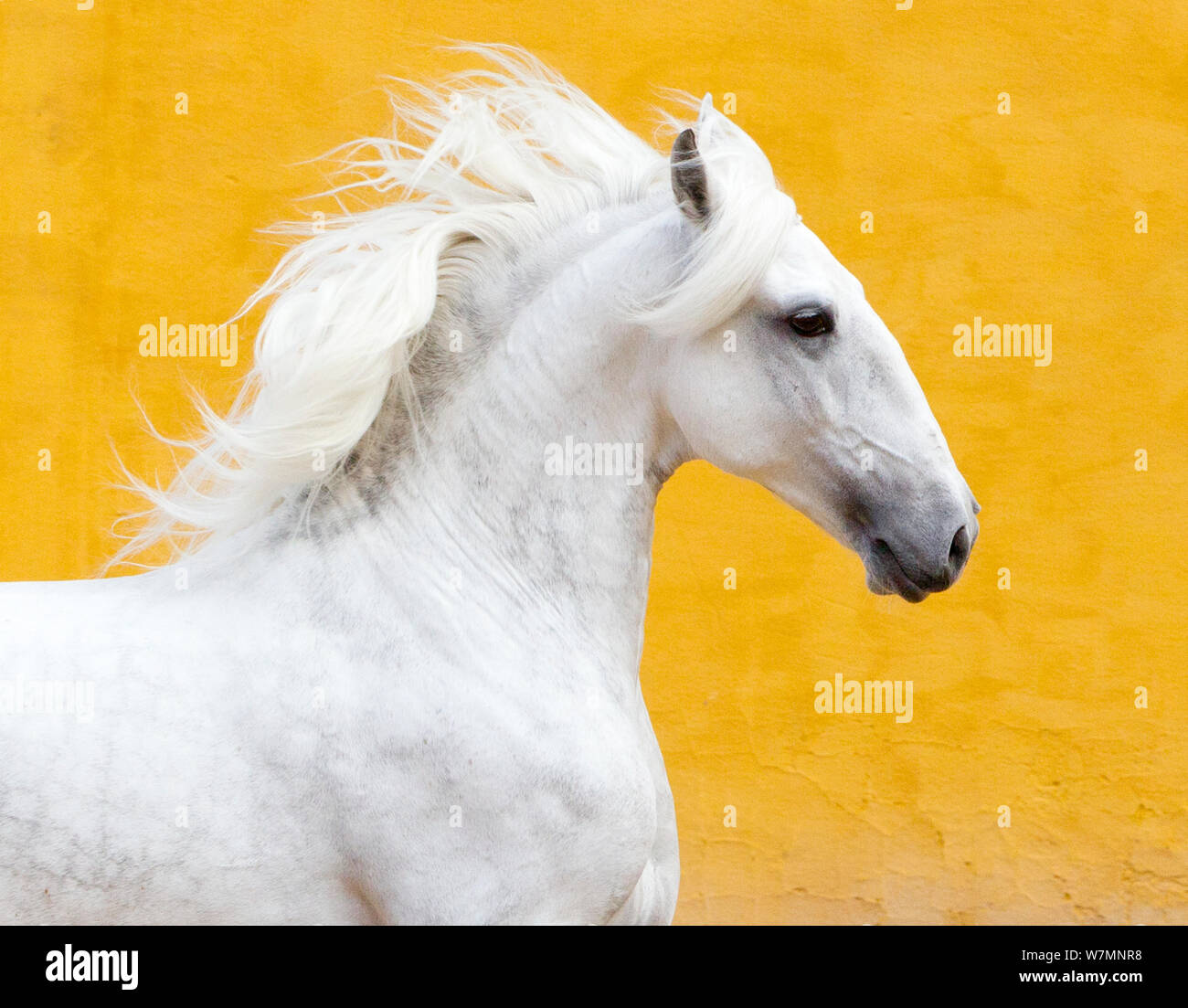 Lusitano hi-res stock photography and images - Alamy