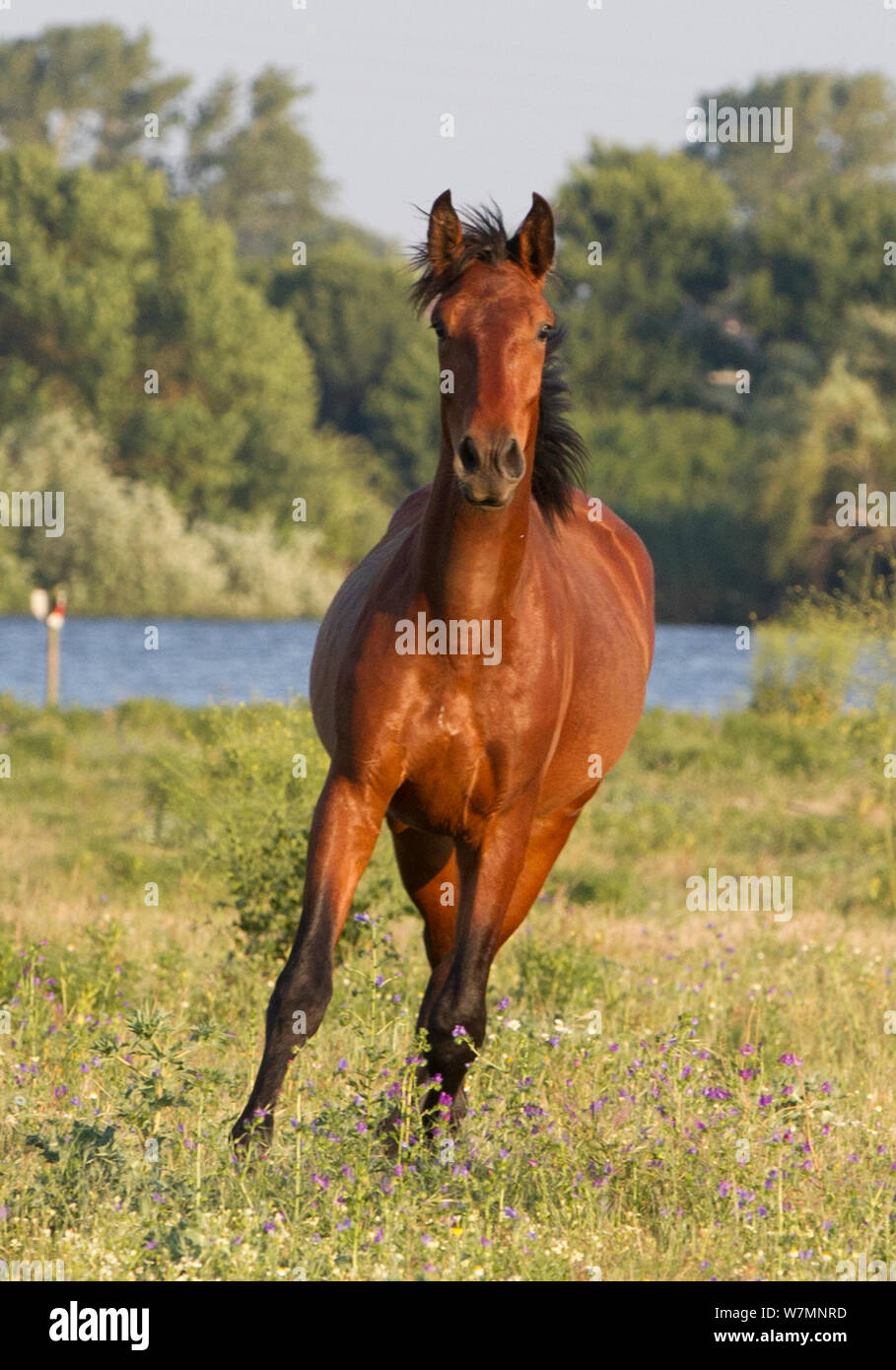 Portuguese horses hi-res stock photography and images - Alamy