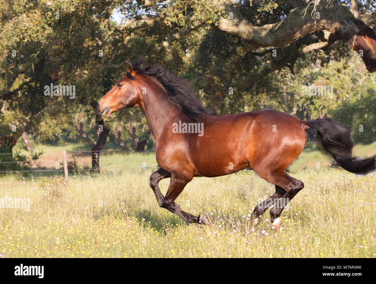 Lusitano horse, bay horse cantering in field at stud, amongst cork oak ...