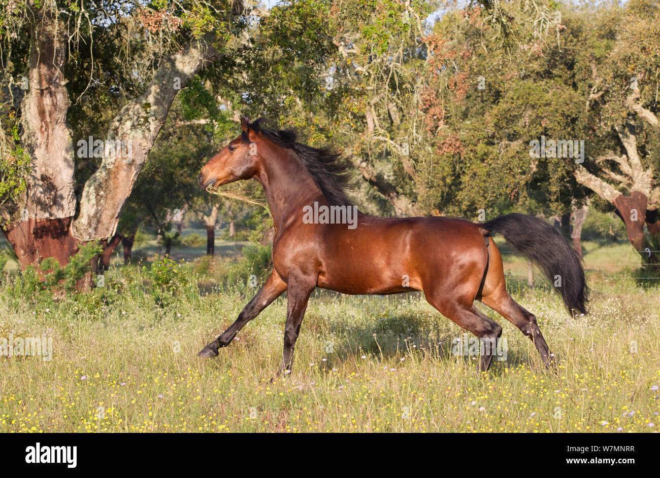 Portuguese horses hi-res stock photography and images - Alamy