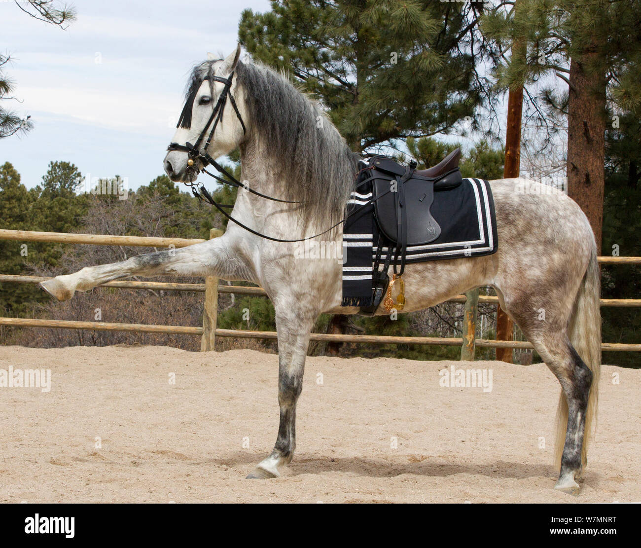 Raising a horse hi-res stock photography and images - Alamy