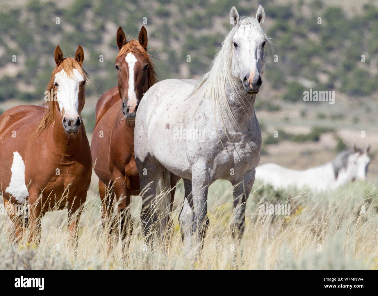 Mustang / Wild Horse, one grey and two pinto horses, Sand wash basin ...