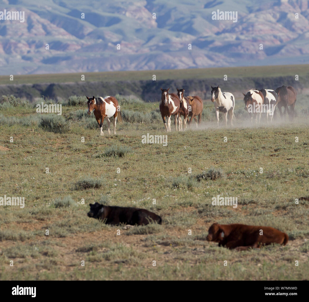 Mixed cattle herd hi-res stock photography and images - Alamy