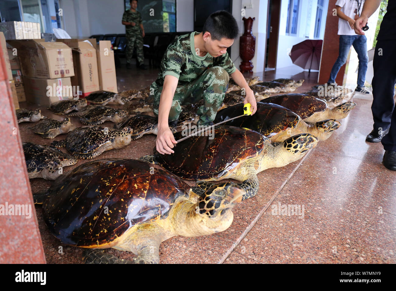 A border police officer measures a seized hawksbill sea turtle specimen ...