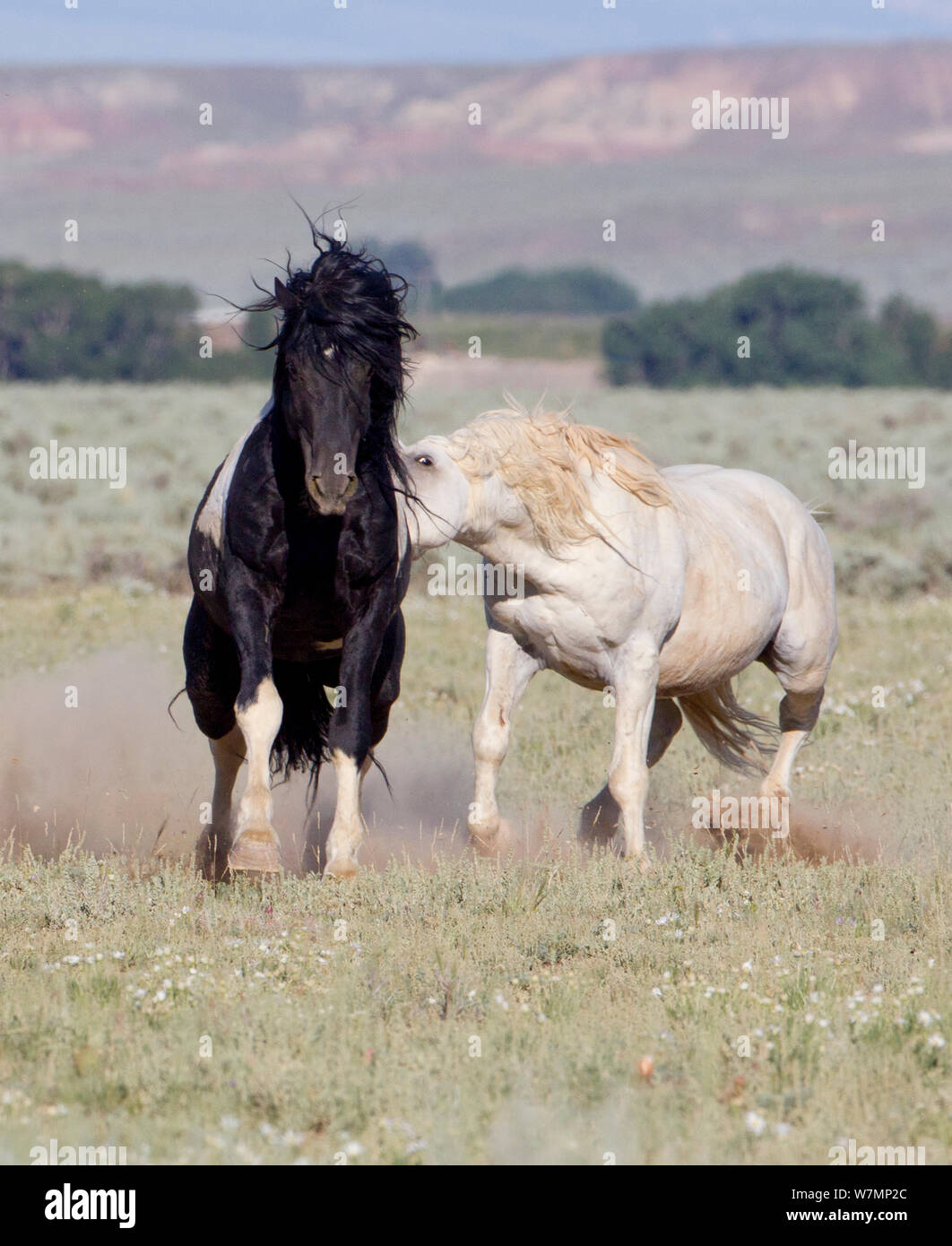 Biting stallion hi-res stock photography and images - Alamy