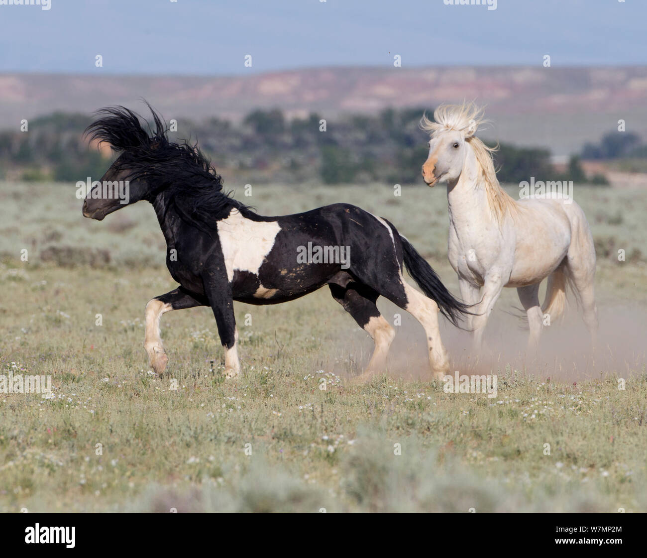 Wild horses / Mustangs, grey stallion chasing pinto stallion ...