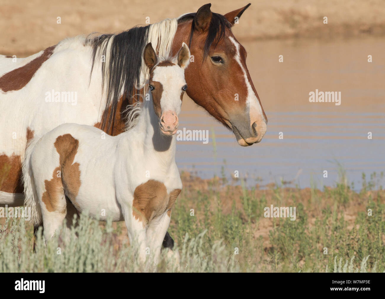 Wild horses / Mustangs, pinto mare and foal, McCullough Peaks, Wyoming ...