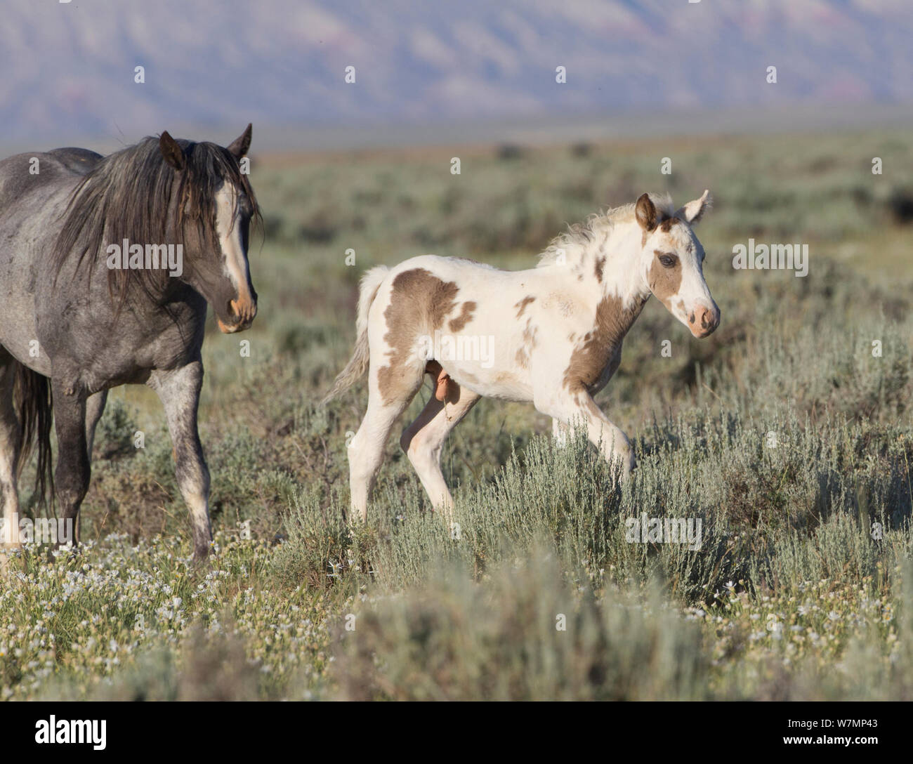 Wild Pinto Horses