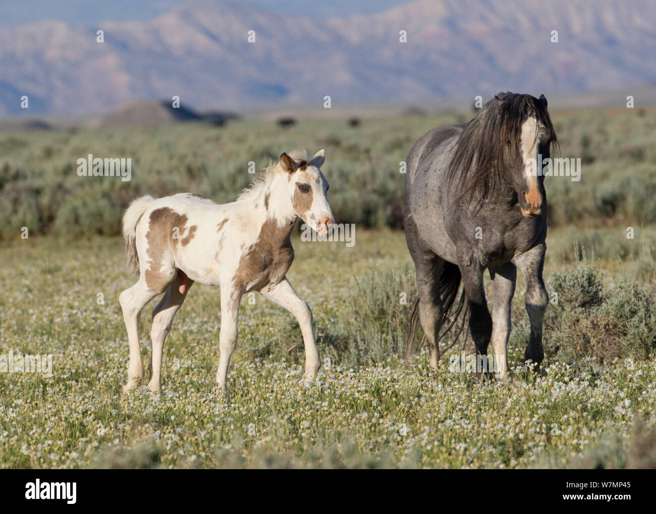 Wild horses / Mustangs, grey mare and pinto foal, McCullough Peaks ...