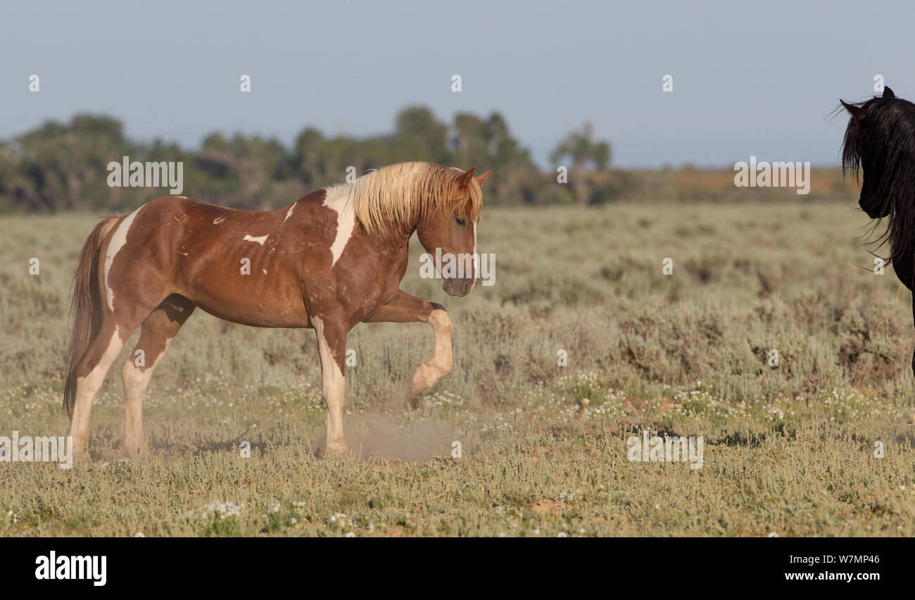 Horse pawing ground hi-res stock photography and images - Alamy