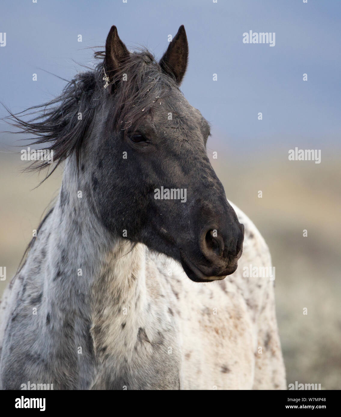 Mustangs and colorado hi-res stock photography and images - Alamy