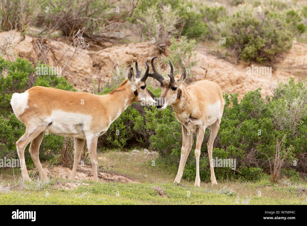 Female pronghorn antelope hi-res stock photography and images - Alamy