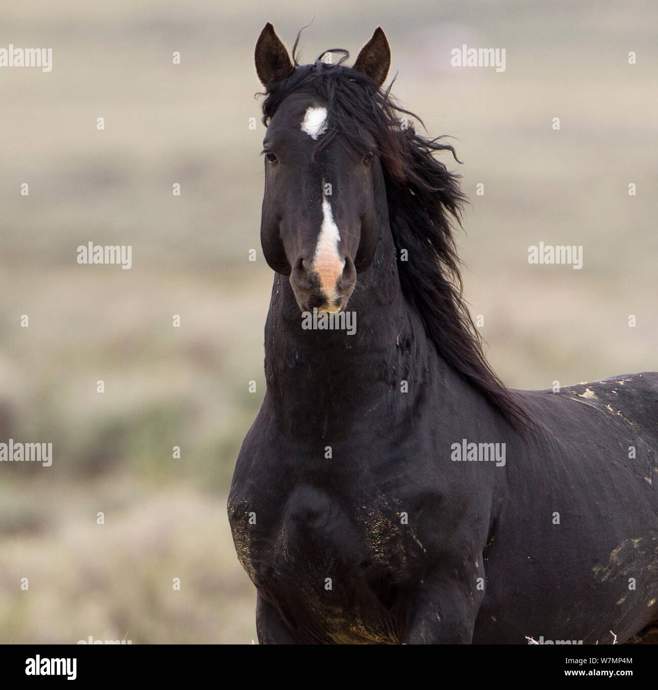 Black Wild Mustang Horses