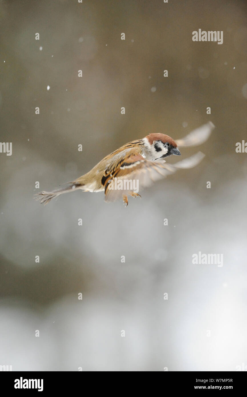 Tree sparrow flying uk hi-res stock photography and images - Alamy