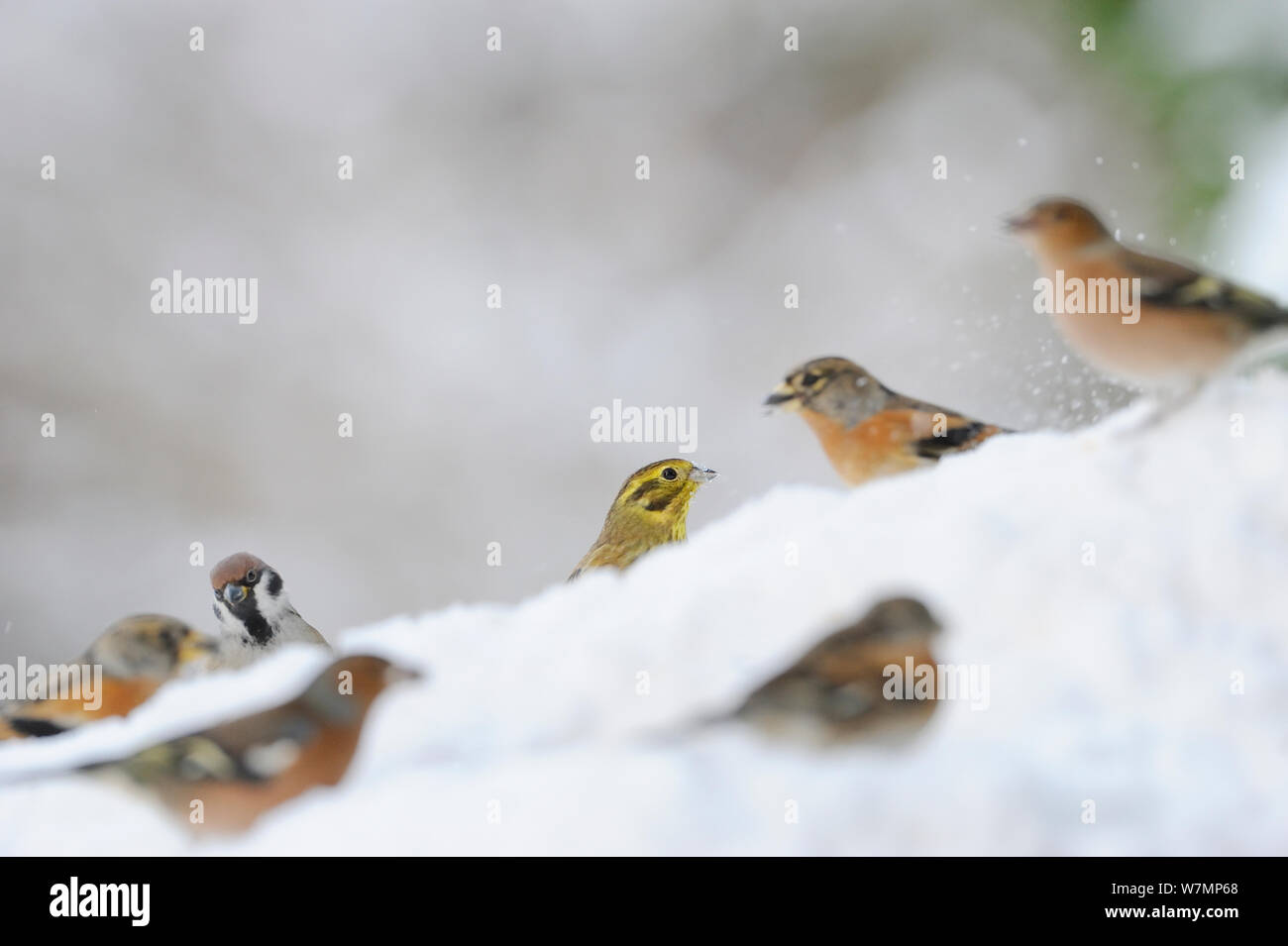 Foraging species hi-res stock photography and images - Alamy