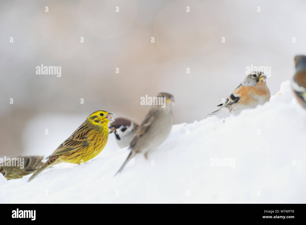 Foraging species hi-res stock photography and images - Alamy