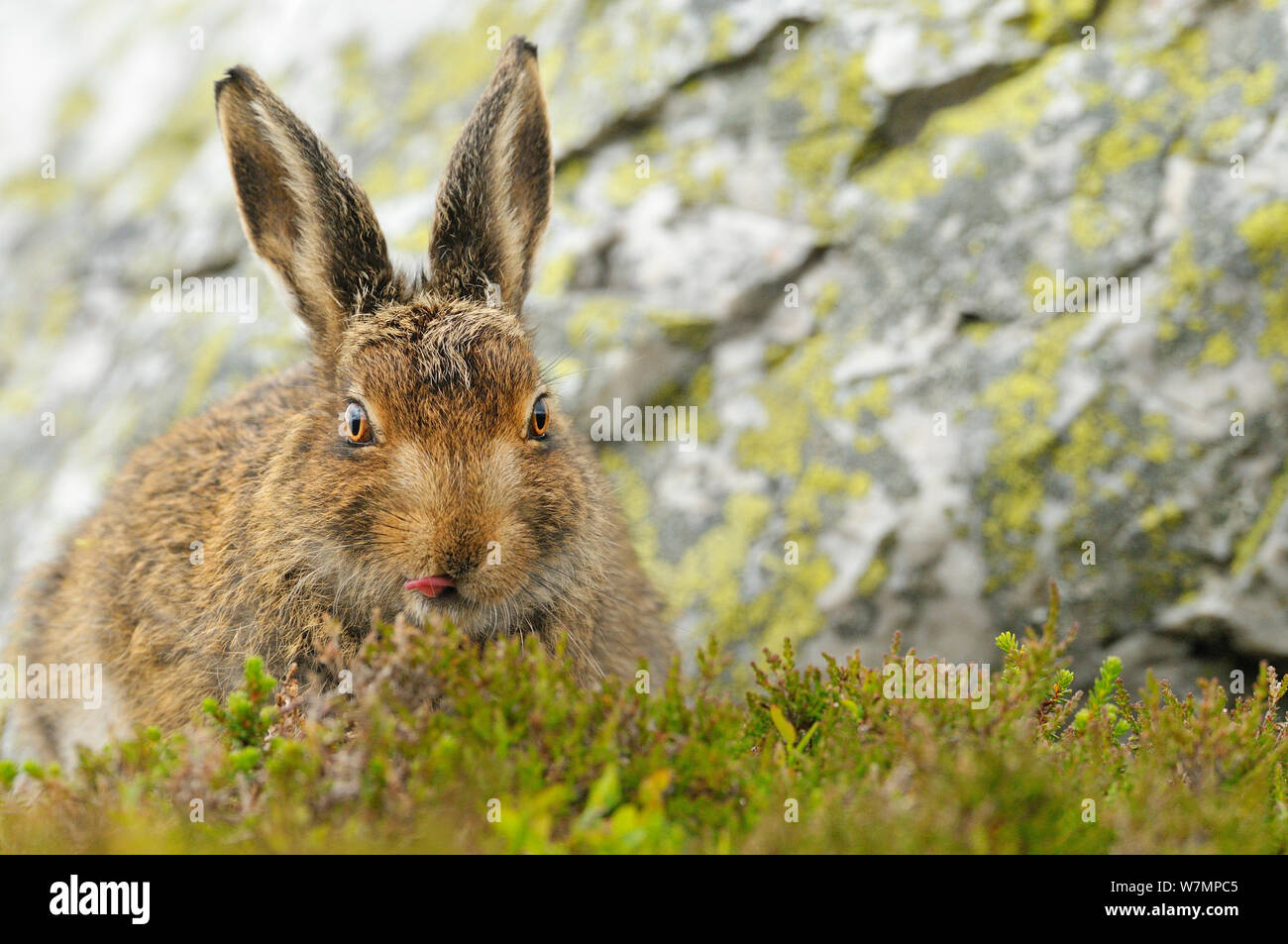 Mammals of scotland hi-res stock photography and images - Alamy