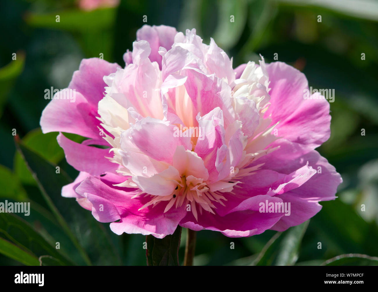 Paeonia lactiflora chun xiao hi-res stock photography and images - Alamy
