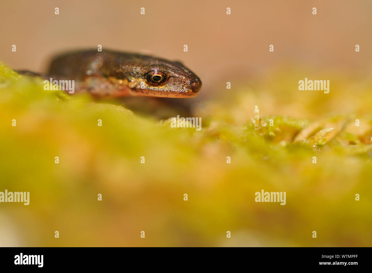 Palmate Newt Uk High Resolution Stock Photography and Images - Alamy
