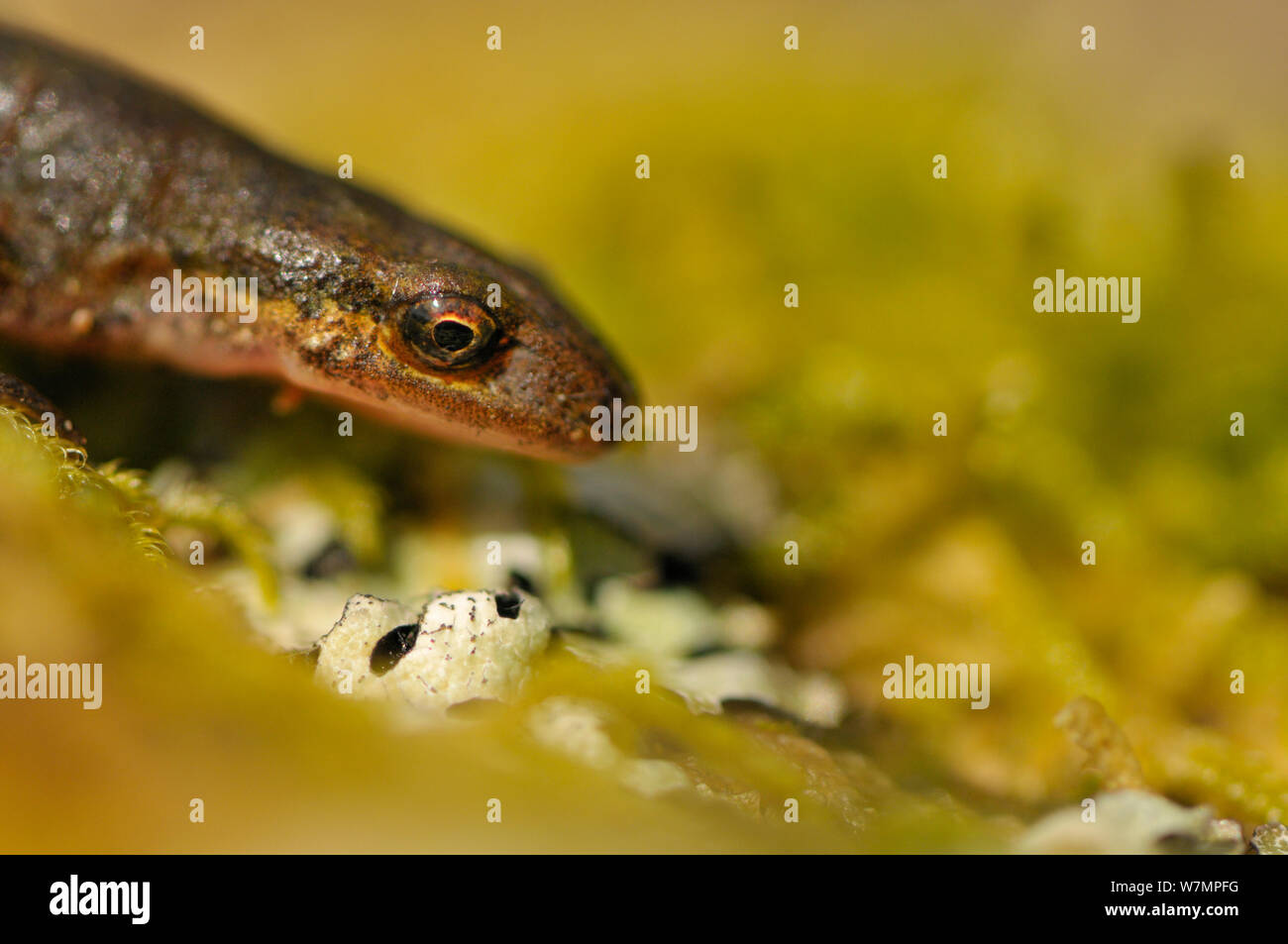 Palmate newt uk hi-res stock photography and images - Alamy
