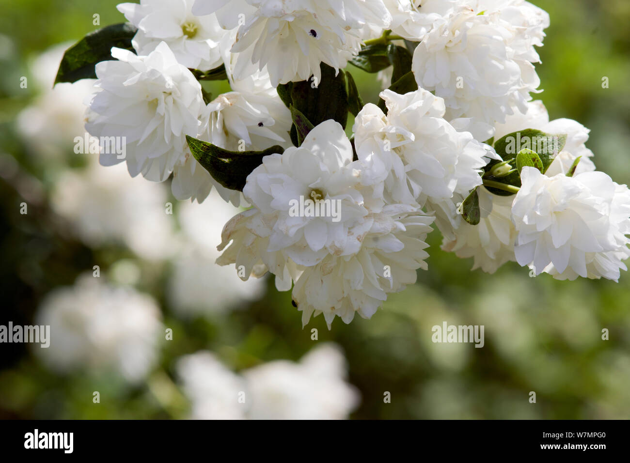 Philadelphus frosty morn hi-res stock photography and images - Alamy