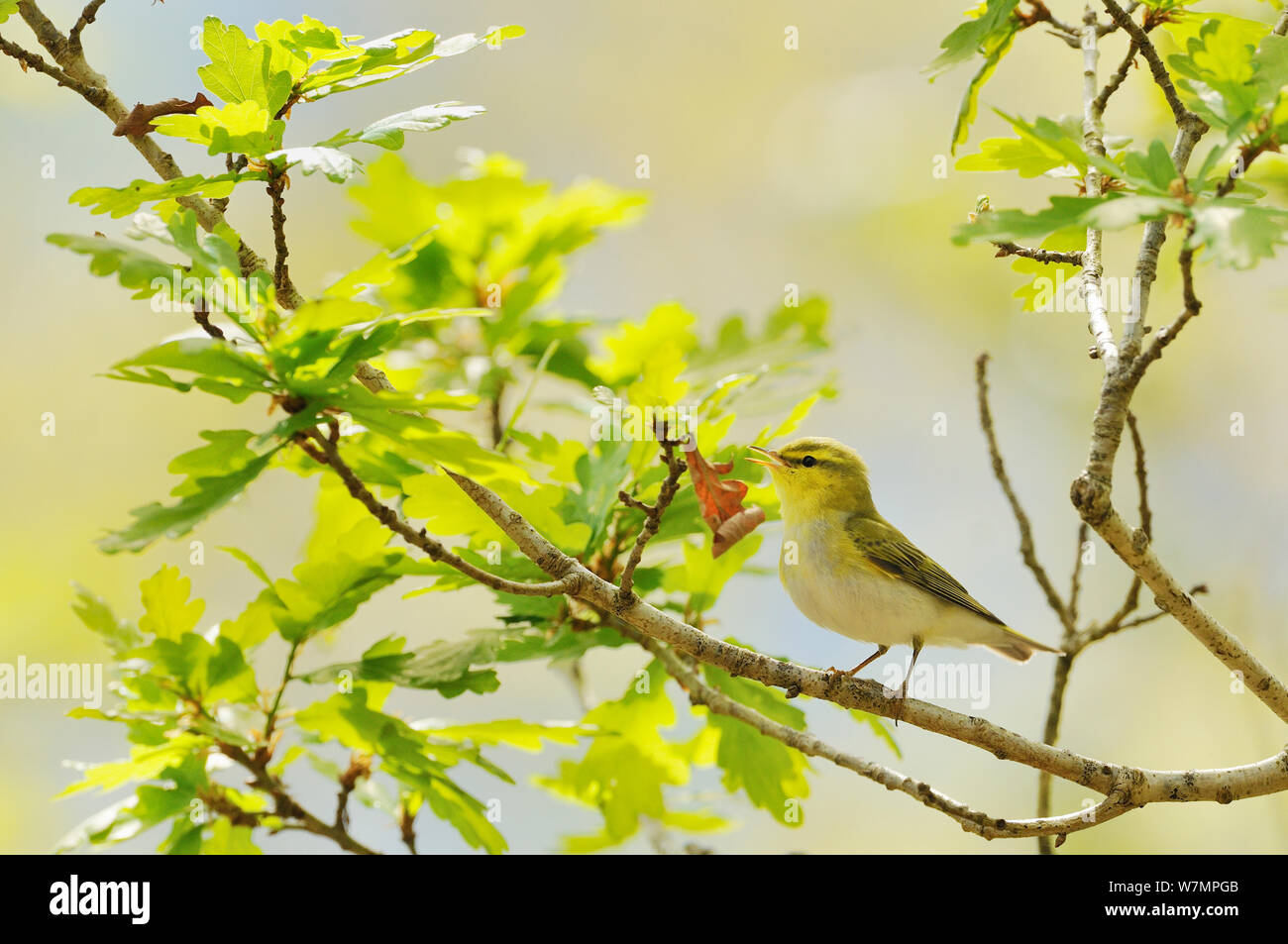 Wood warbler (Phylloscopus sibilatrix) singing from an oak tree ...