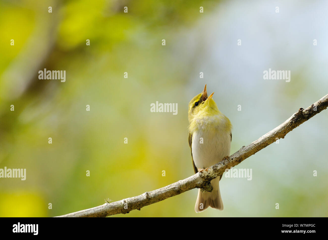 Wood warbler (Phylloscopus sibilatrix) singing from an oak tree ...
